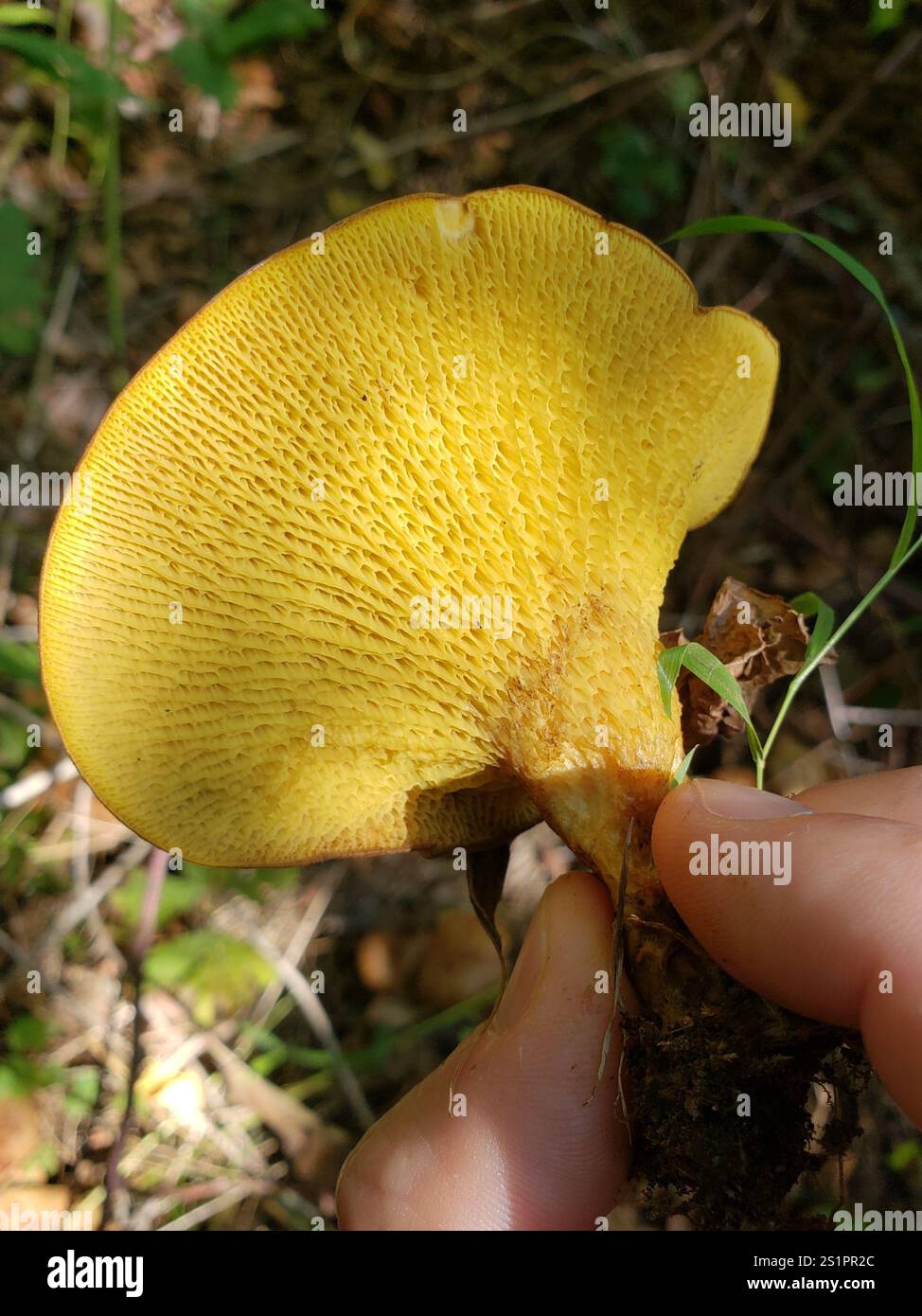 ash-tree bolete (Boletinellus merulioides Stock Photo - Alamy