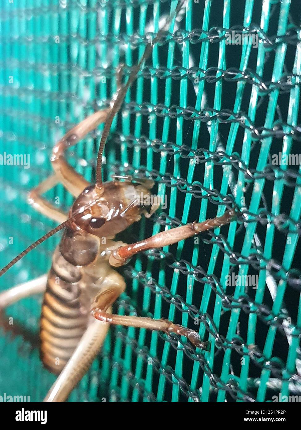 Wellington Tree Wētā (Hemideina crassidens Stock Photo - Alamy