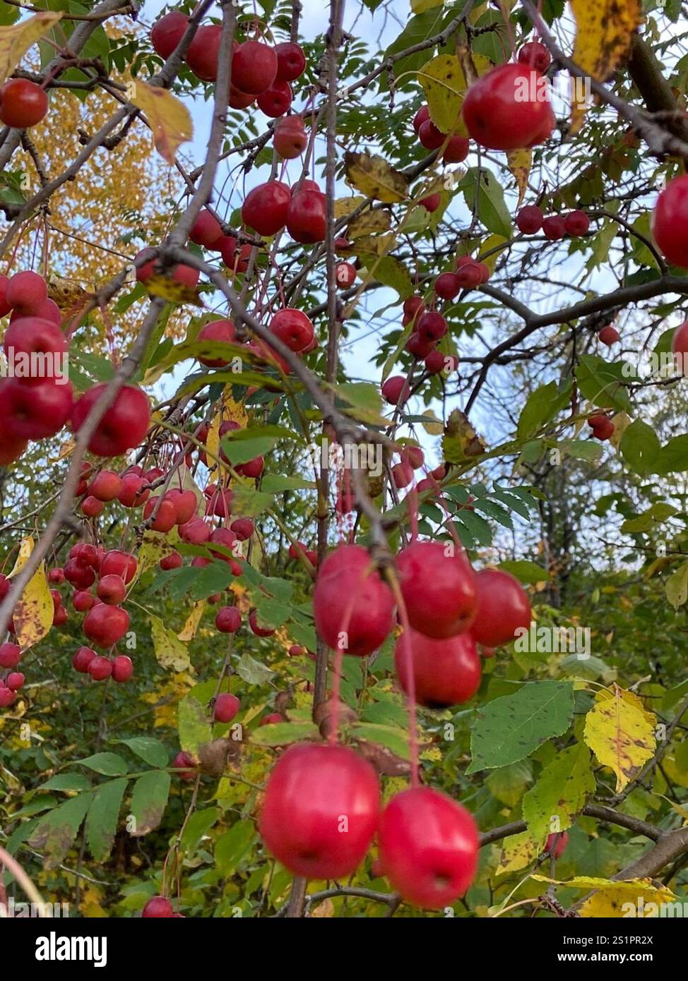 Siberian crabapple (Malus baccata Stock Photo - Alamy