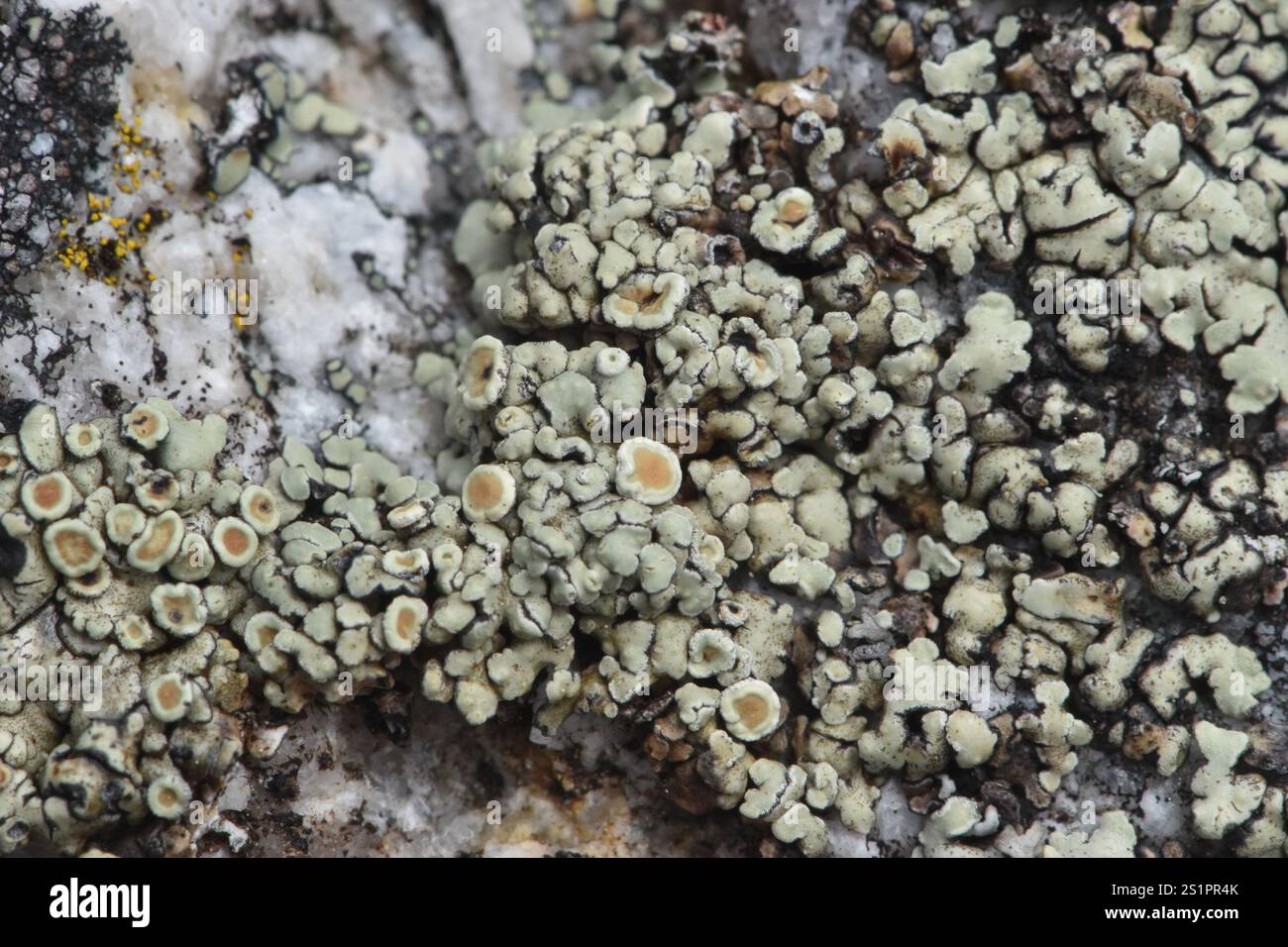 rim lichens, disc lichens, and allies (Lecanoraceae Stock Photo - Alamy