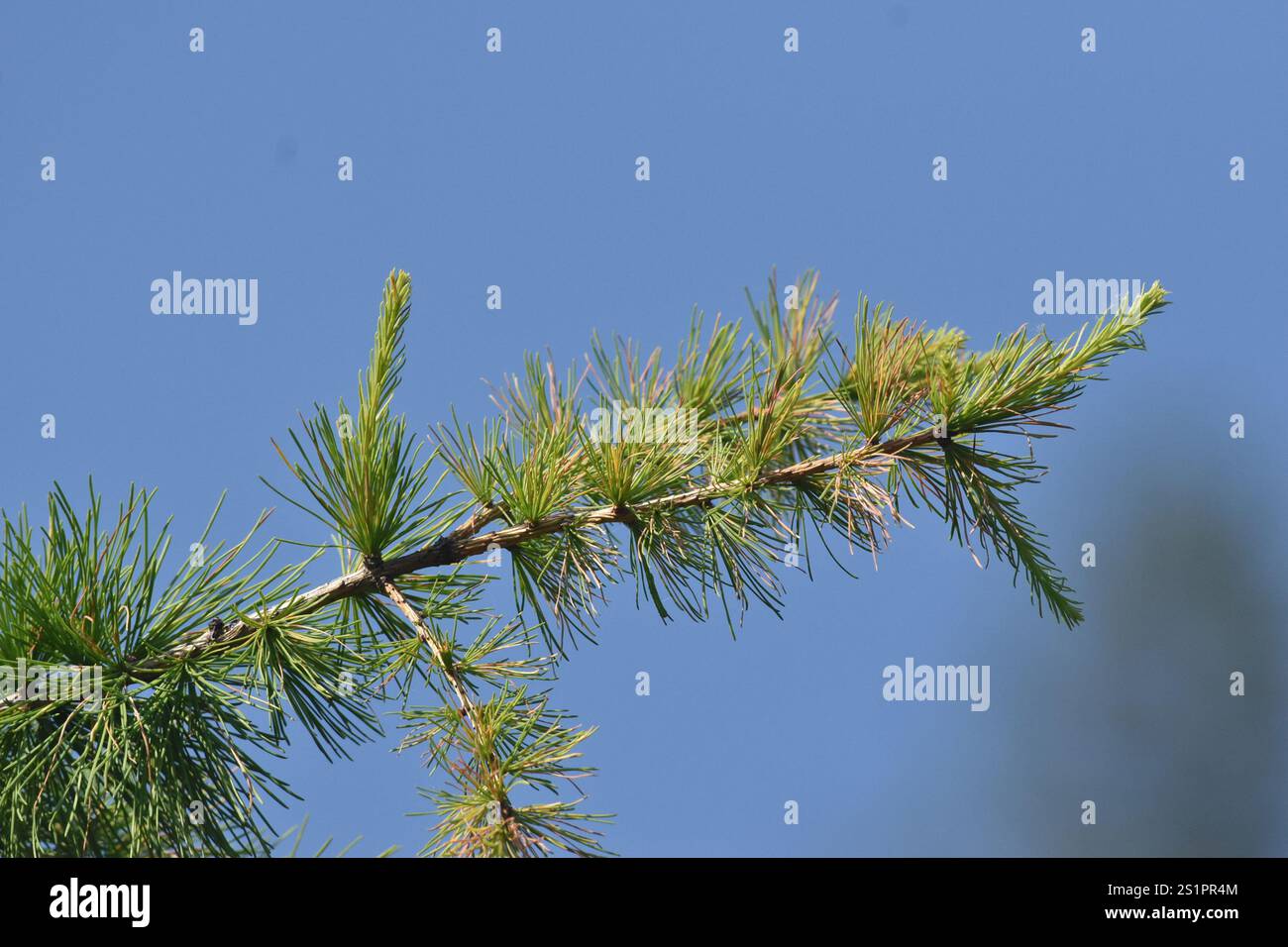 western larch (Larix occidentalis Stock Photo - Alamy