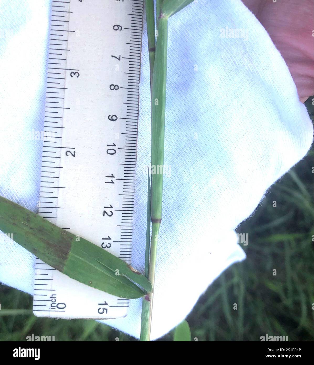 broadleaf signalgrass (Urochloa platyphylla Stock Photo - Alamy