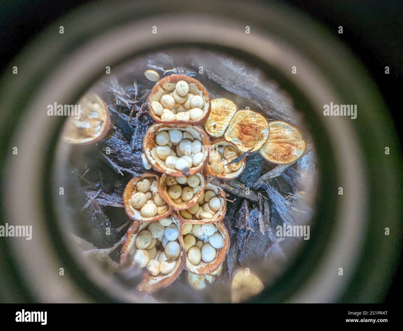 common bird's nest fungus (Crucibulum laeve Stock Photo - Alamy