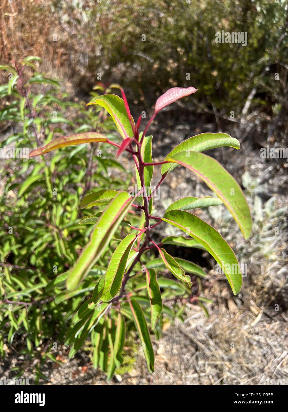 laurel sumac (Malosma laurina Stock Photo - Alamy