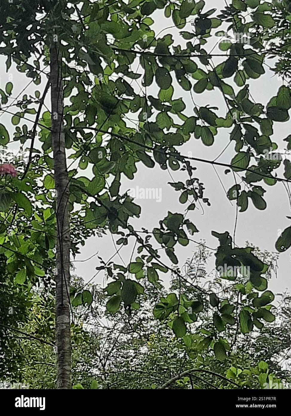 True Kadamb (Mitragyna parvifolia Stock Photo - Alamy