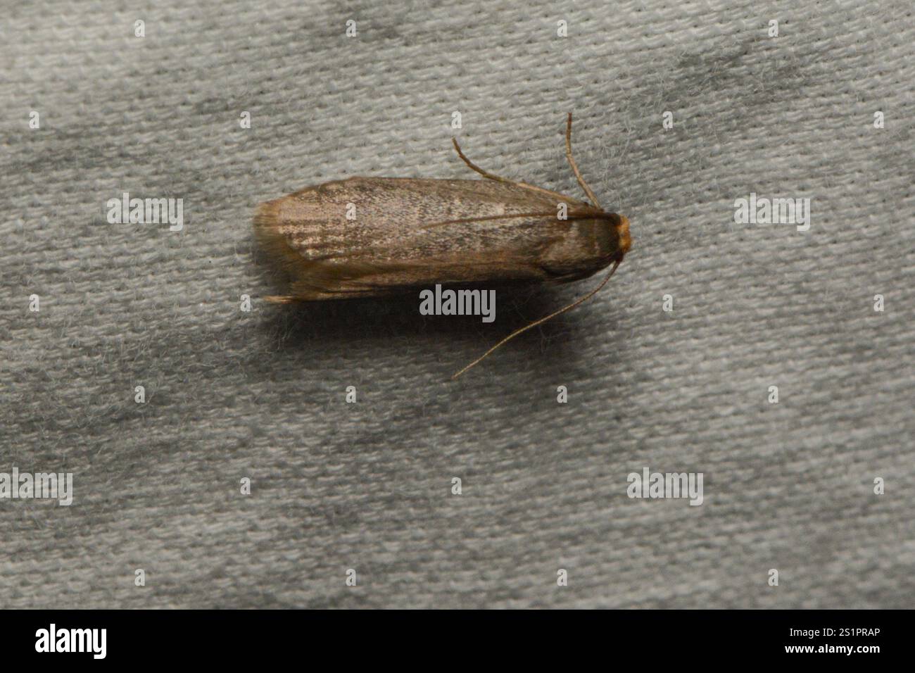 Lesser Wax Moth (Achroia grisella Stock Photo - Alamy