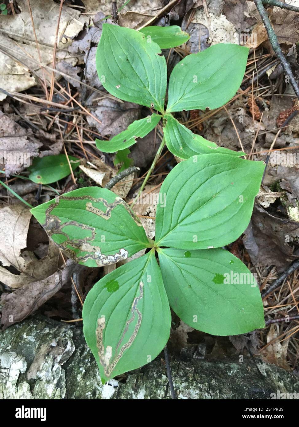 Canadian bunchberry (Cornus canadensis Stock Photo - Alamy