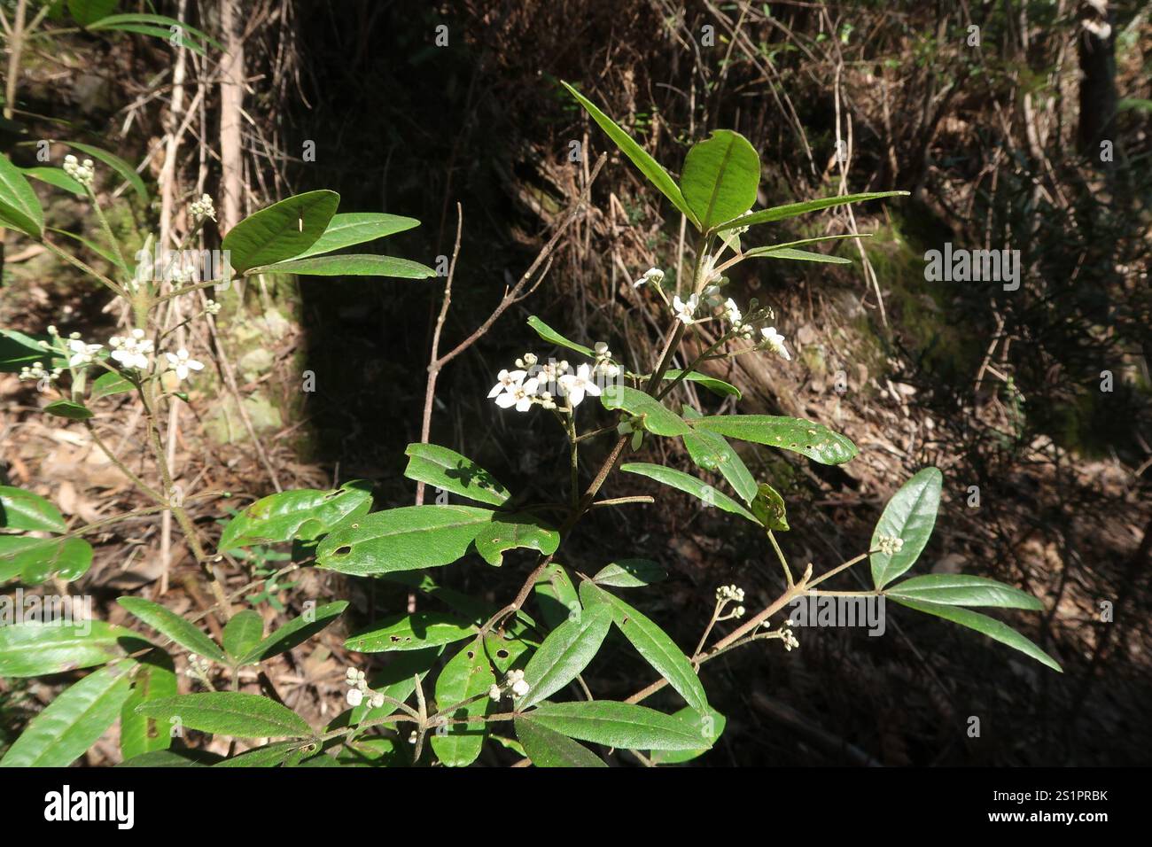 (Zieria arborescens arborescens Stock Photo - Alamy