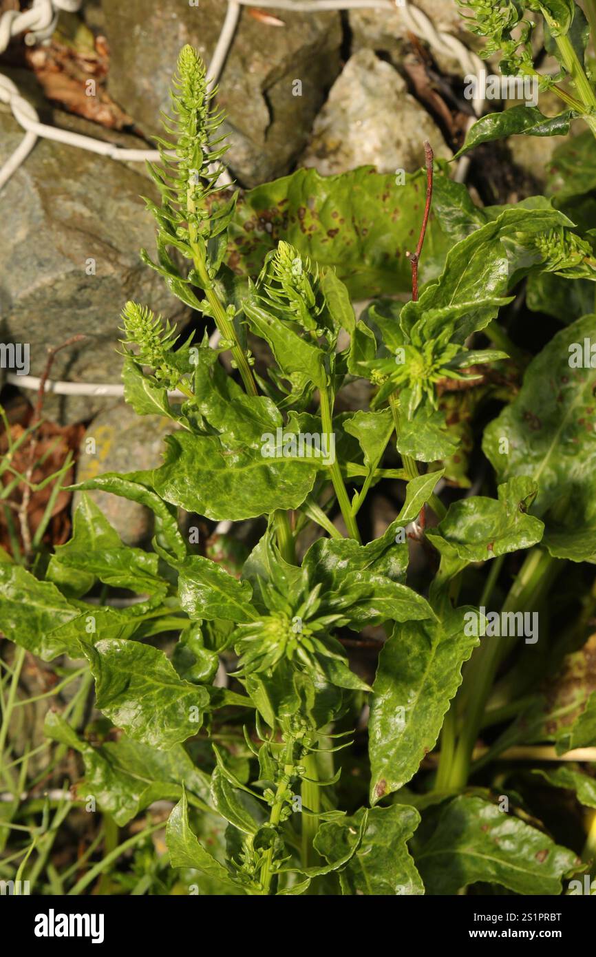 sea beet (Beta vulgaris maritima Stock Photo - Alamy