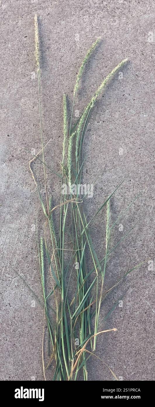 plains bristlegrass (Setaria leucopila Stock Photo - Alamy