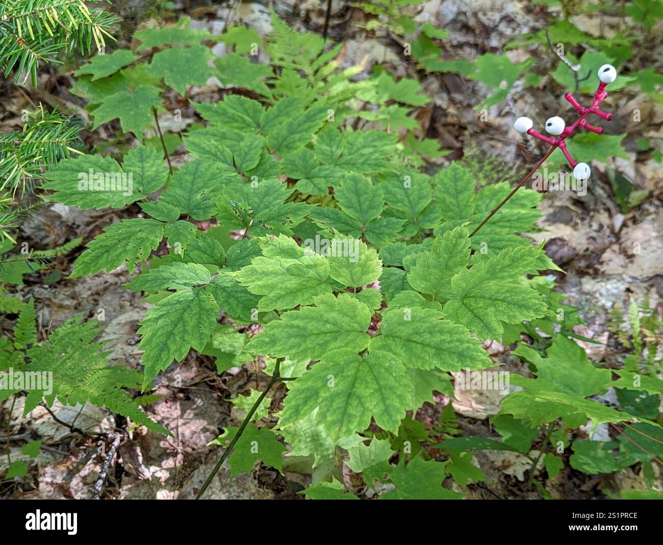 white baneberry (Actaea pachypoda Stock Photo - Alamy