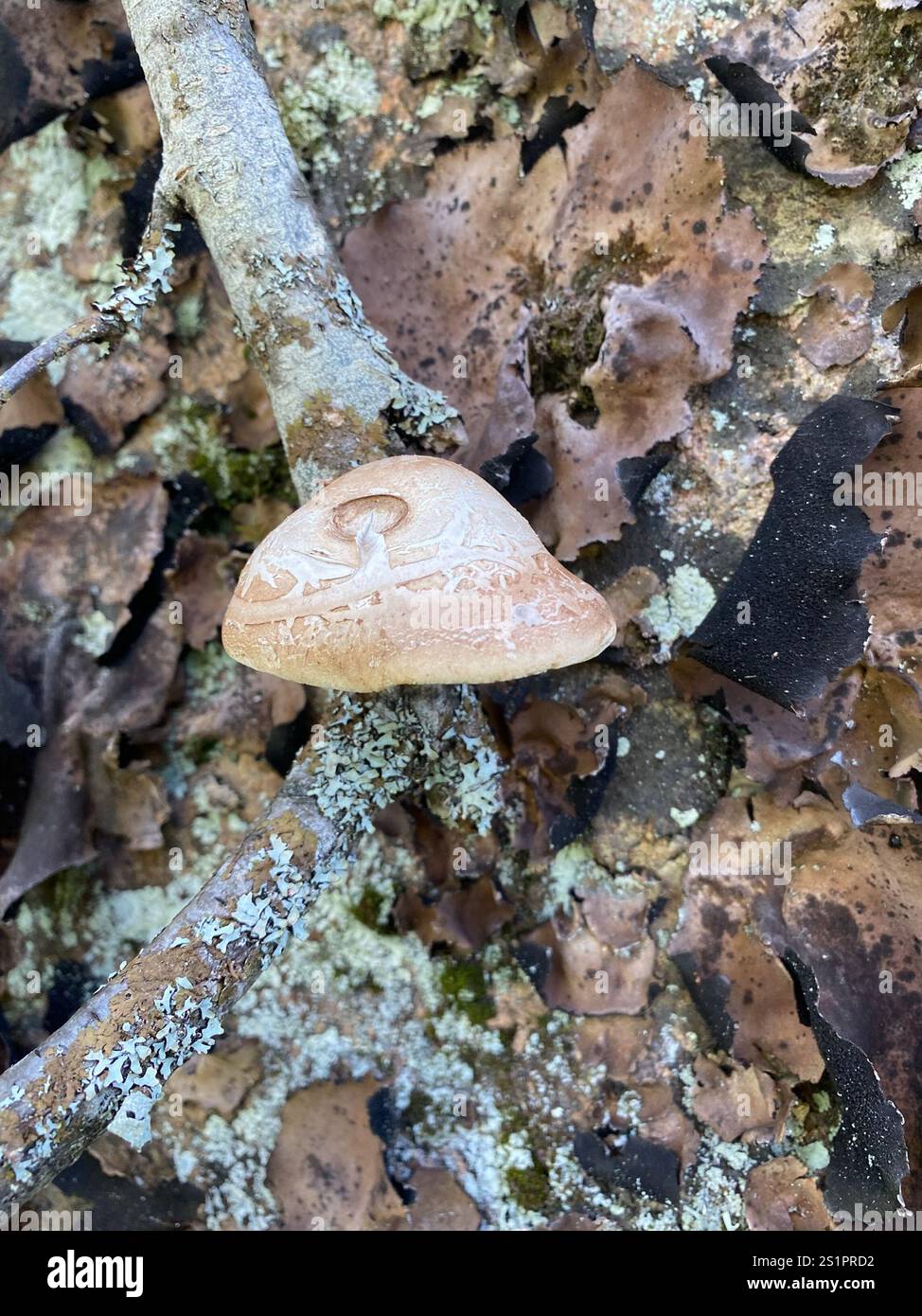 birch polypore (Fomitopsis betulina Stock Photo - Alamy