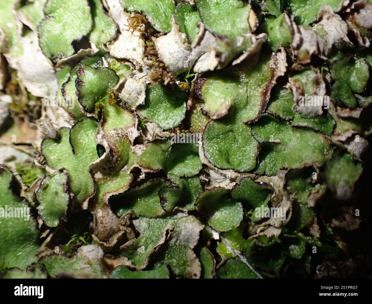 Hemisphaeric Liverwort (Reboulia hemisphaerica Stock Photo - Alamy