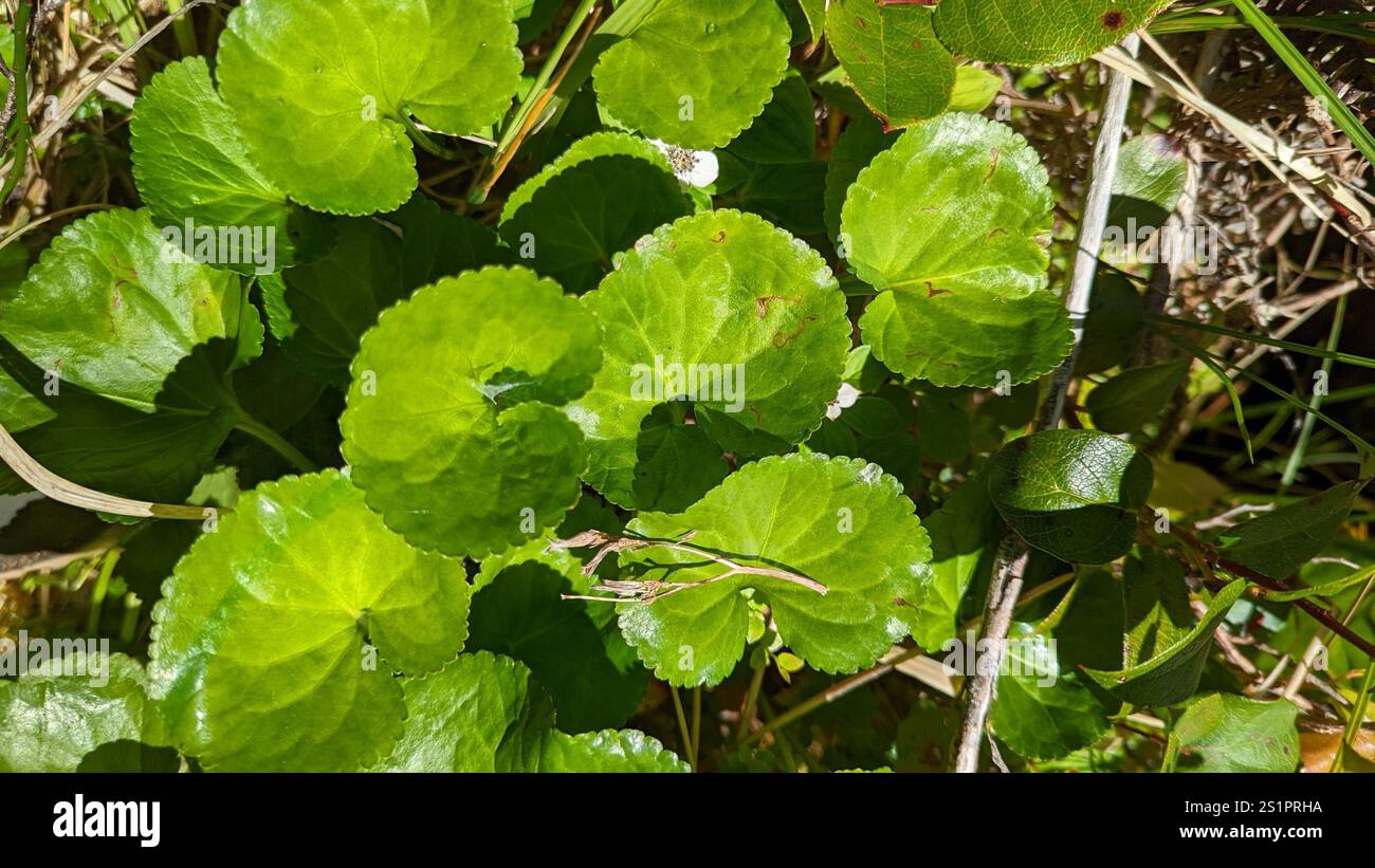 Deer-cabbage (Nephrophyllidium crista-galli Stock Photo - Alamy