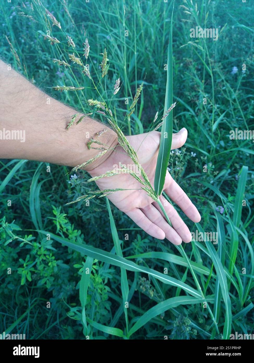 Johnson grass (Sorghum halepense Stock Photo - Alamy