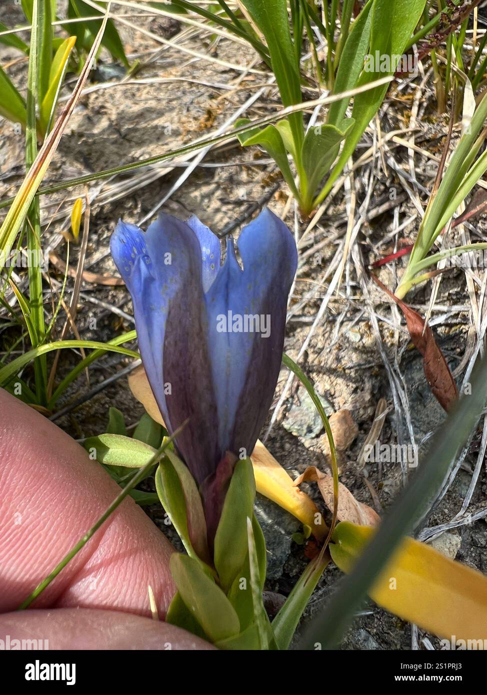 Mountain Bog Gentian (Gentiana calycosa Stock Photo - Alamy