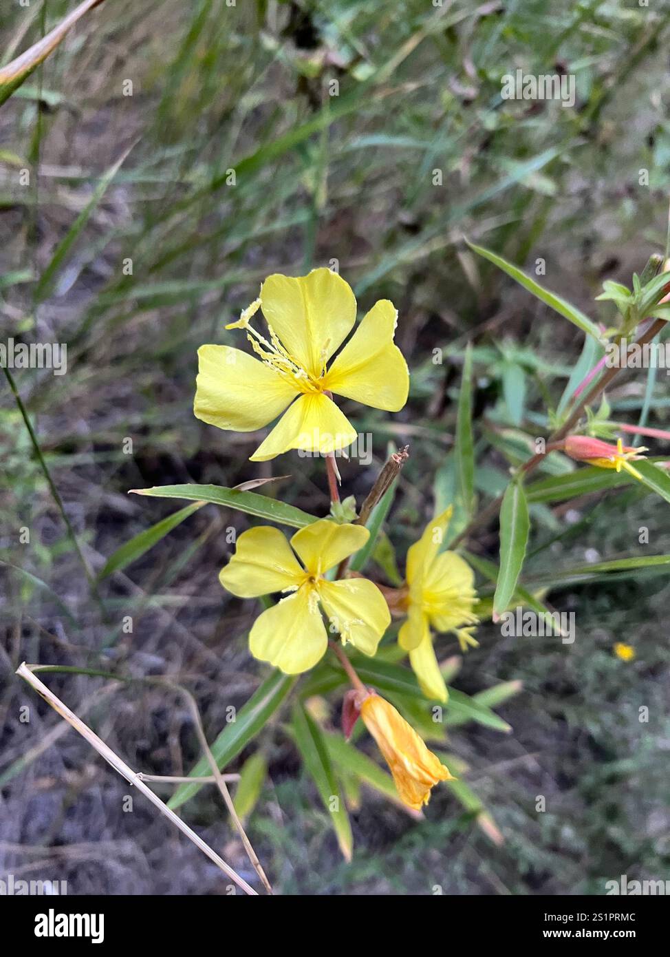 tall evening primrose (Oenothera elata Stock Photo - Alamy
