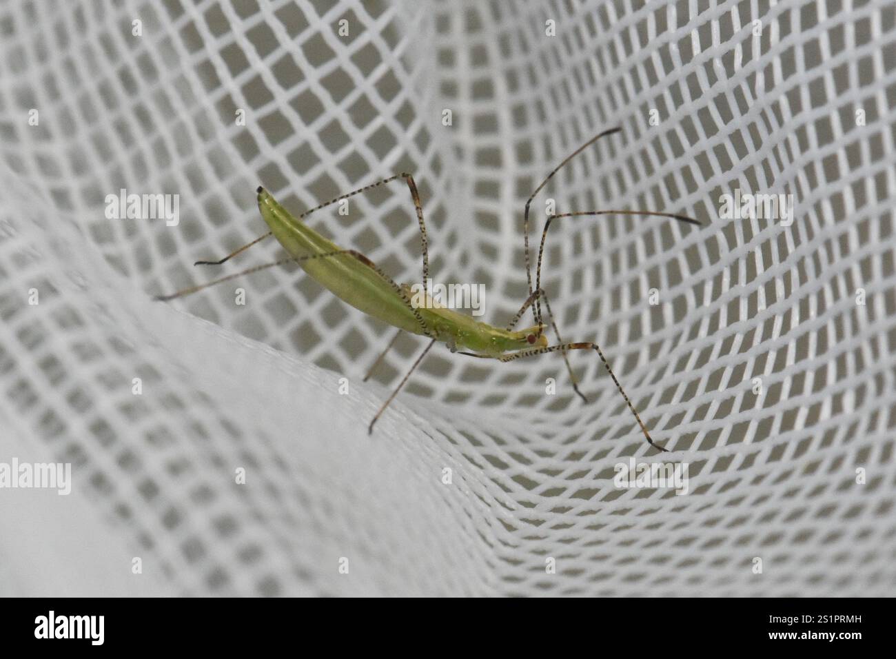 Stilt Bugs (Berytidae Stock Photo - Alamy