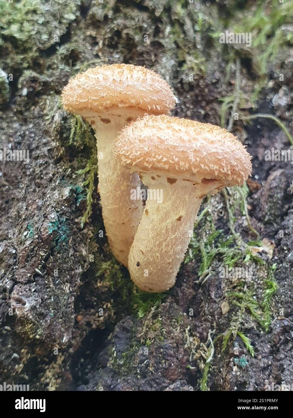 honey mushrooms (Armillaria Stock Photo - Alamy