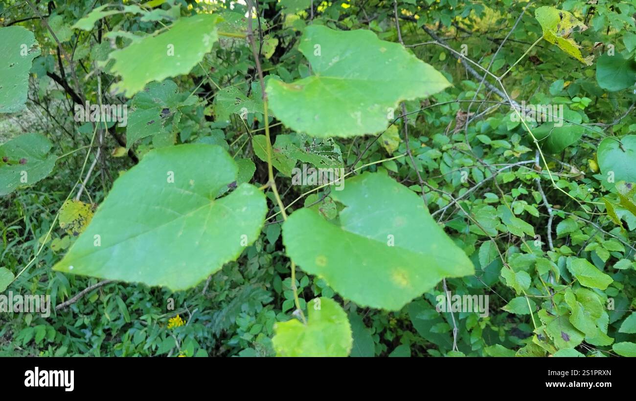 graybark grape (Vitis cinerea Stock Photo - Alamy