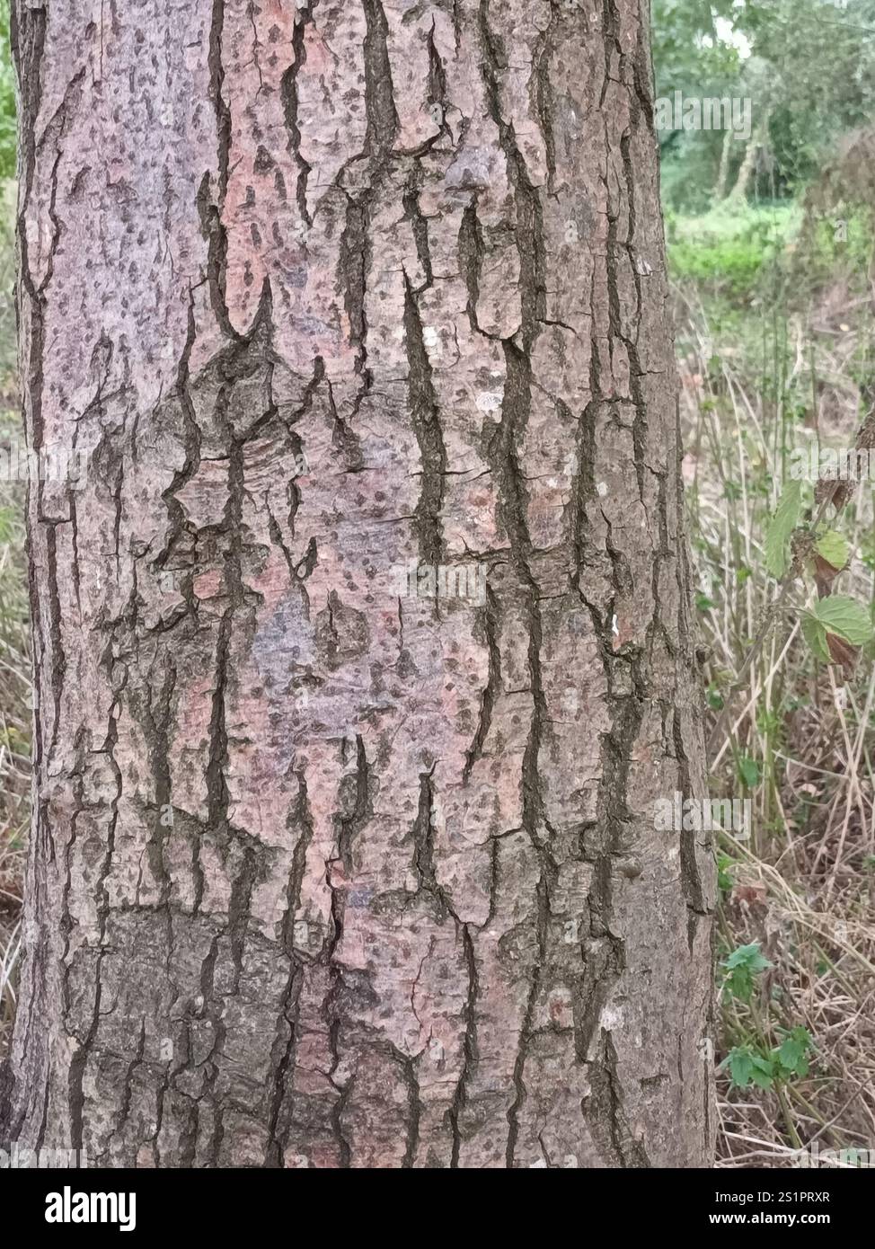 Italian alder (Alnus cordata Stock Photo - Alamy
