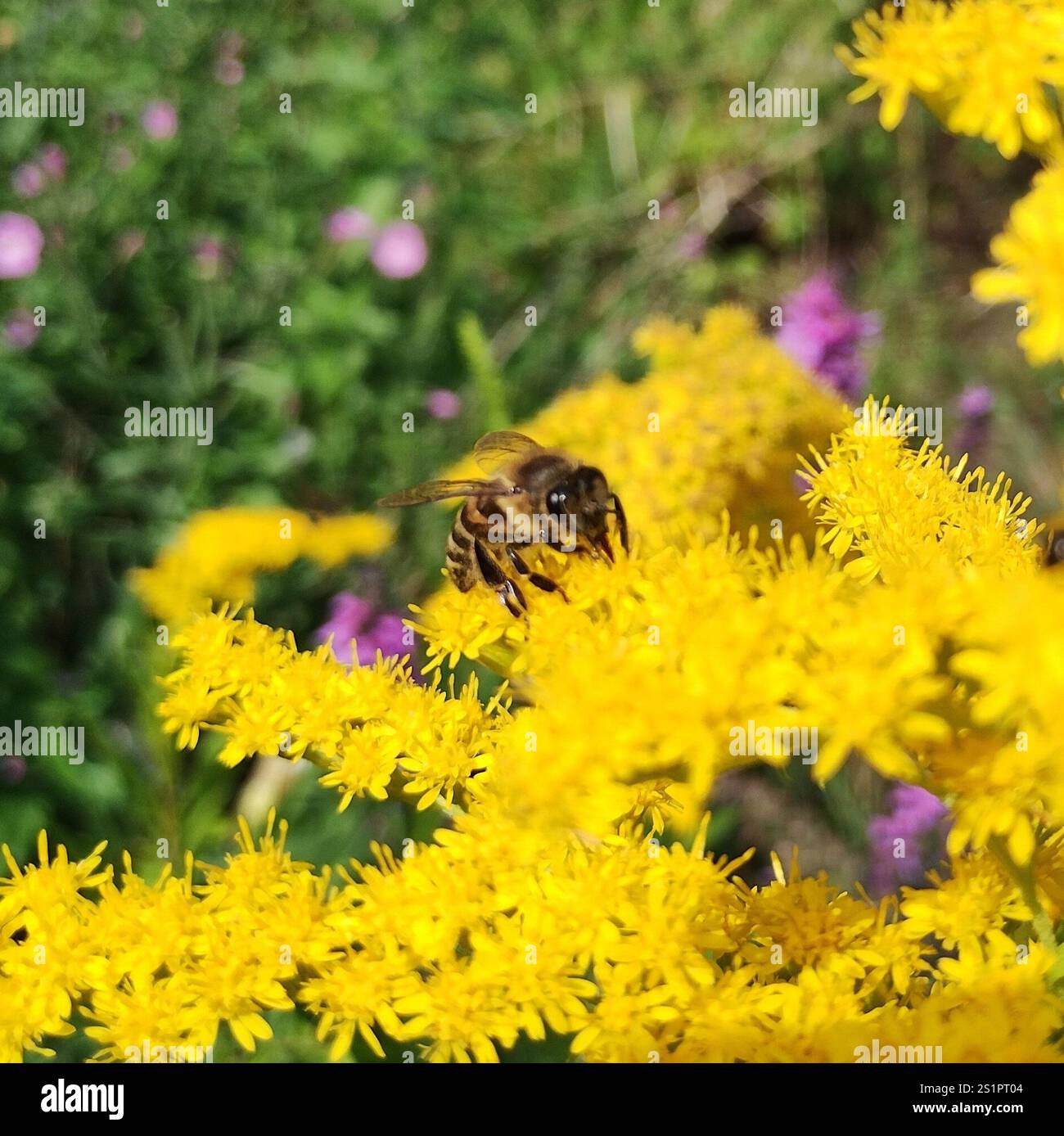 Western Honey Bee (Apis mellifera Stock Photo - Alamy