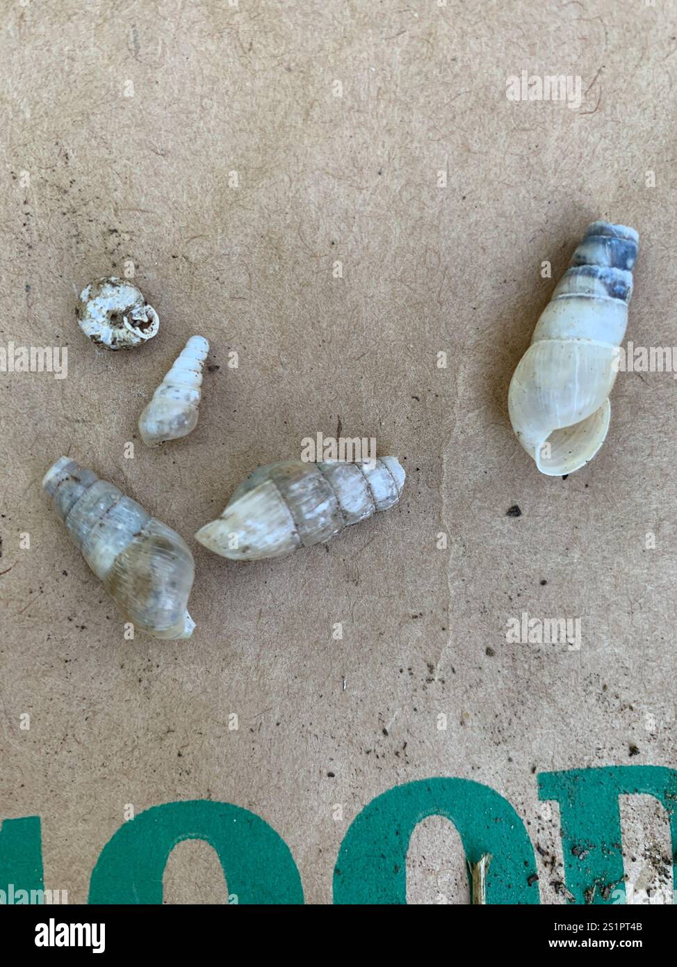 Decollate Snail (Rumina decollata Stock Photo - Alamy