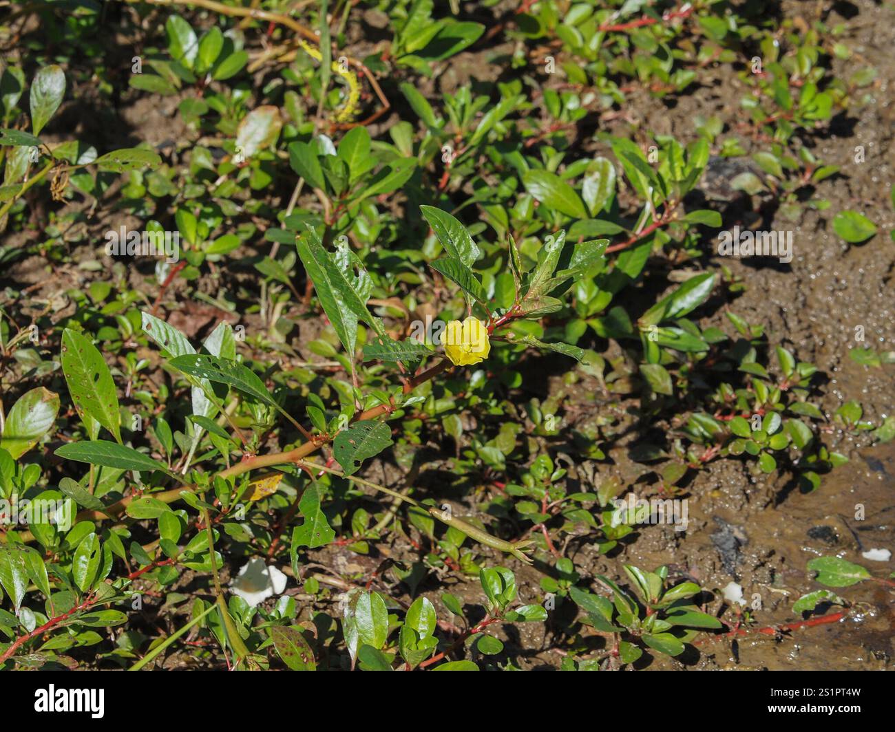 floating primrose-willow (Ludwigia peploides Stock Photo - Alamy