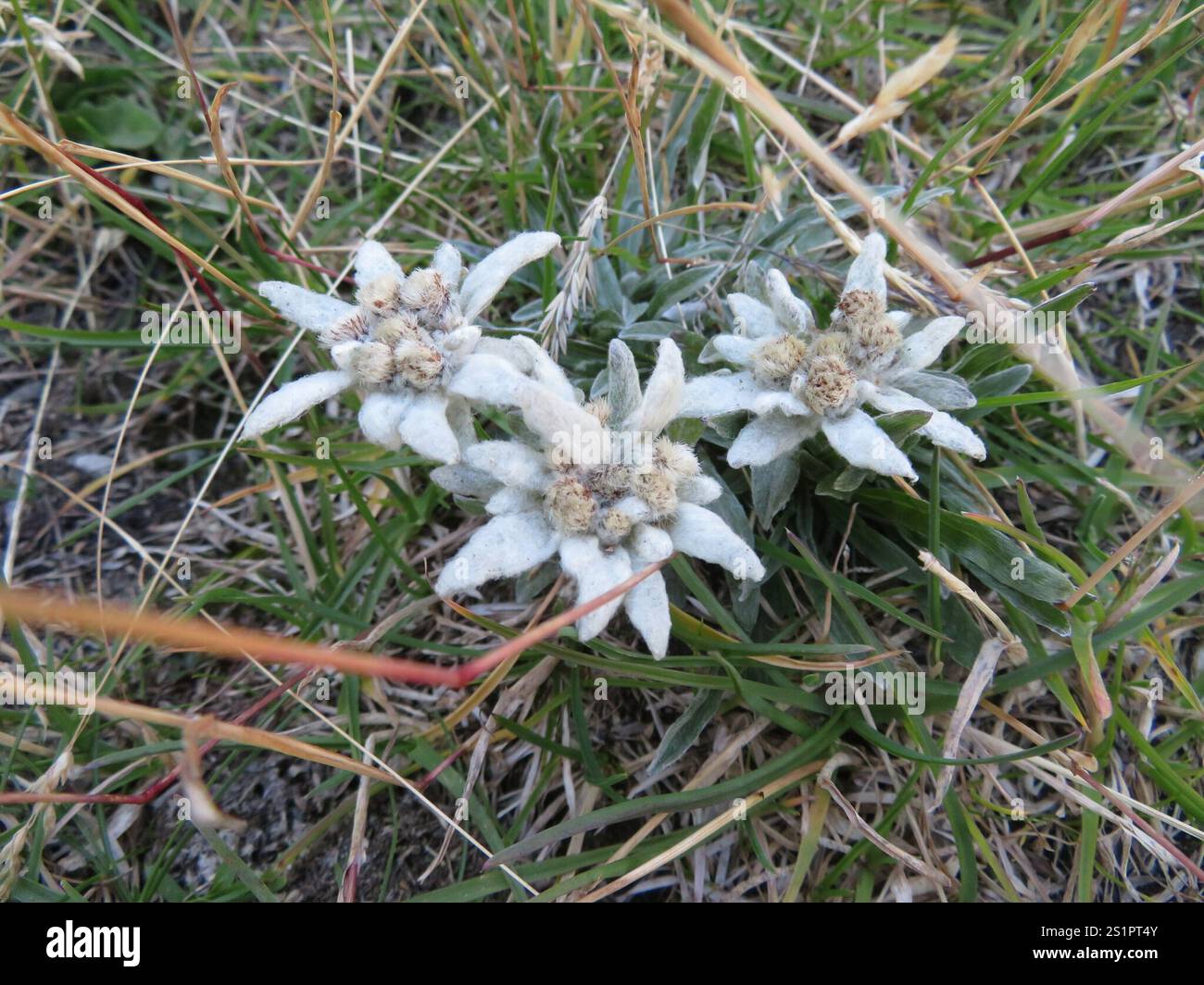 Alpine Edelweiss (Leontopodium nivale alpinum Stock Photo - Alamy