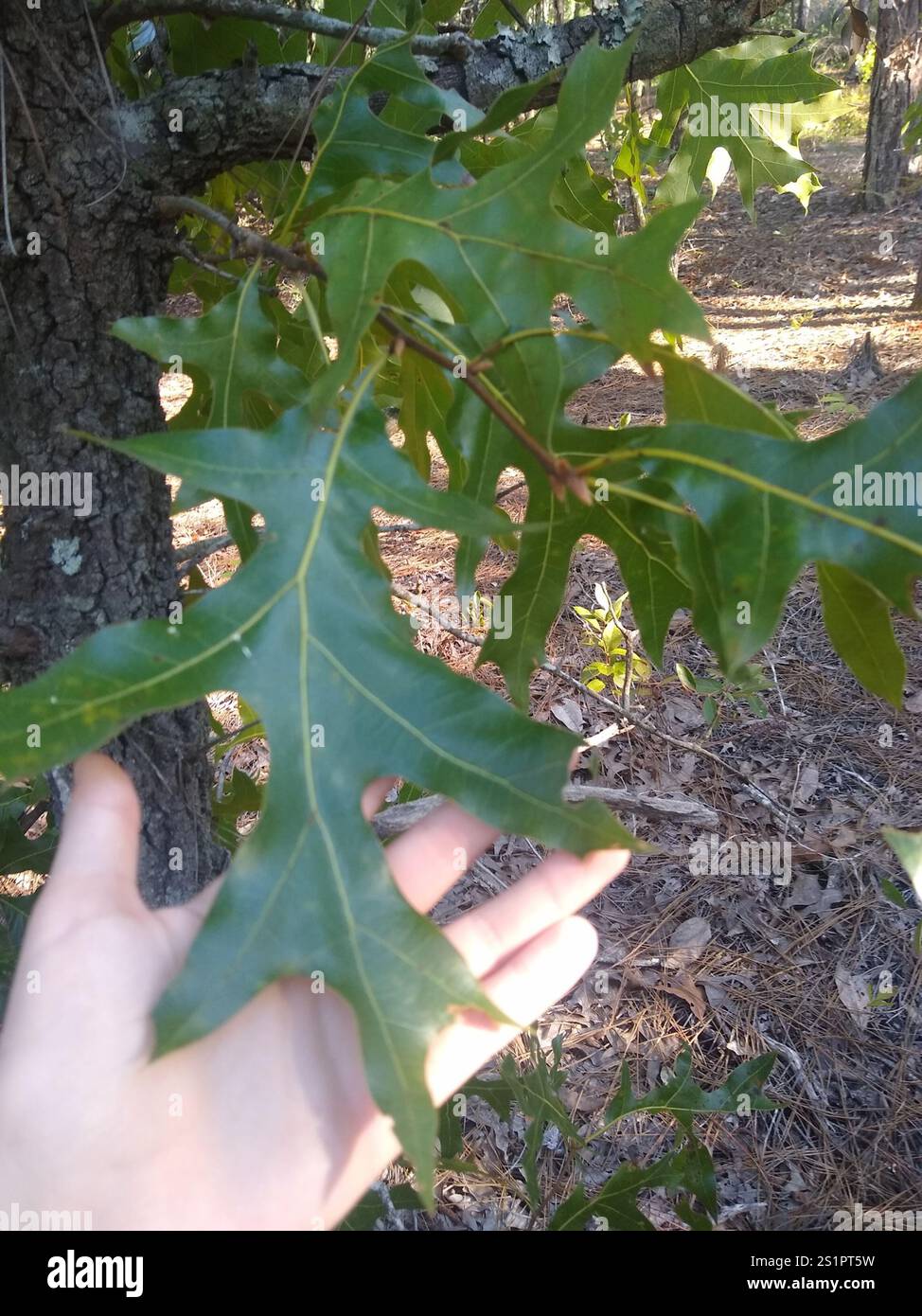 American turkey oak (Quercus laevis Stock Photo - Alamy