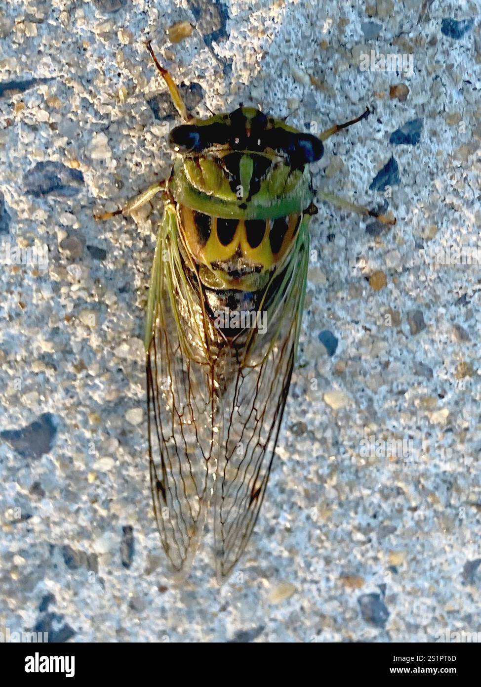 Eastern Scissors Grinder Cicada (Neotibicen winnemanna Stock Photo - Alamy