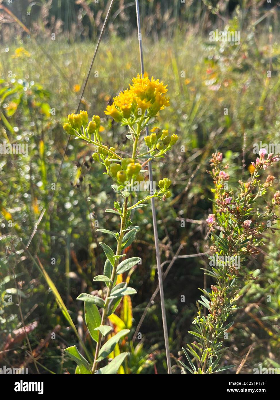 stiff-leaved goldenrod (Solidago rigida Stock Photo - Alamy