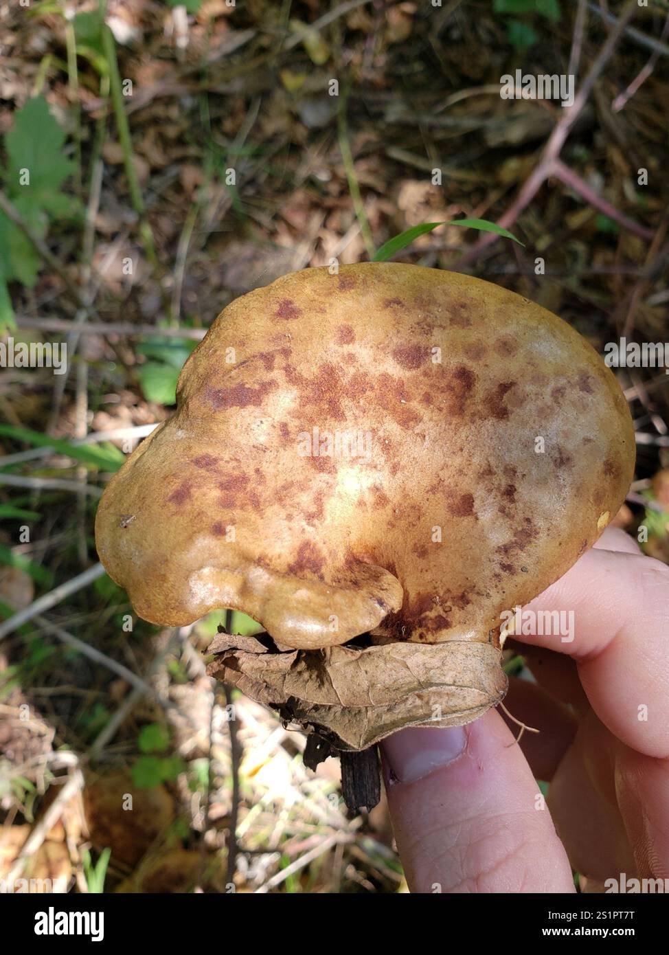ash-tree bolete (Boletinellus merulioides Stock Photo - Alamy
