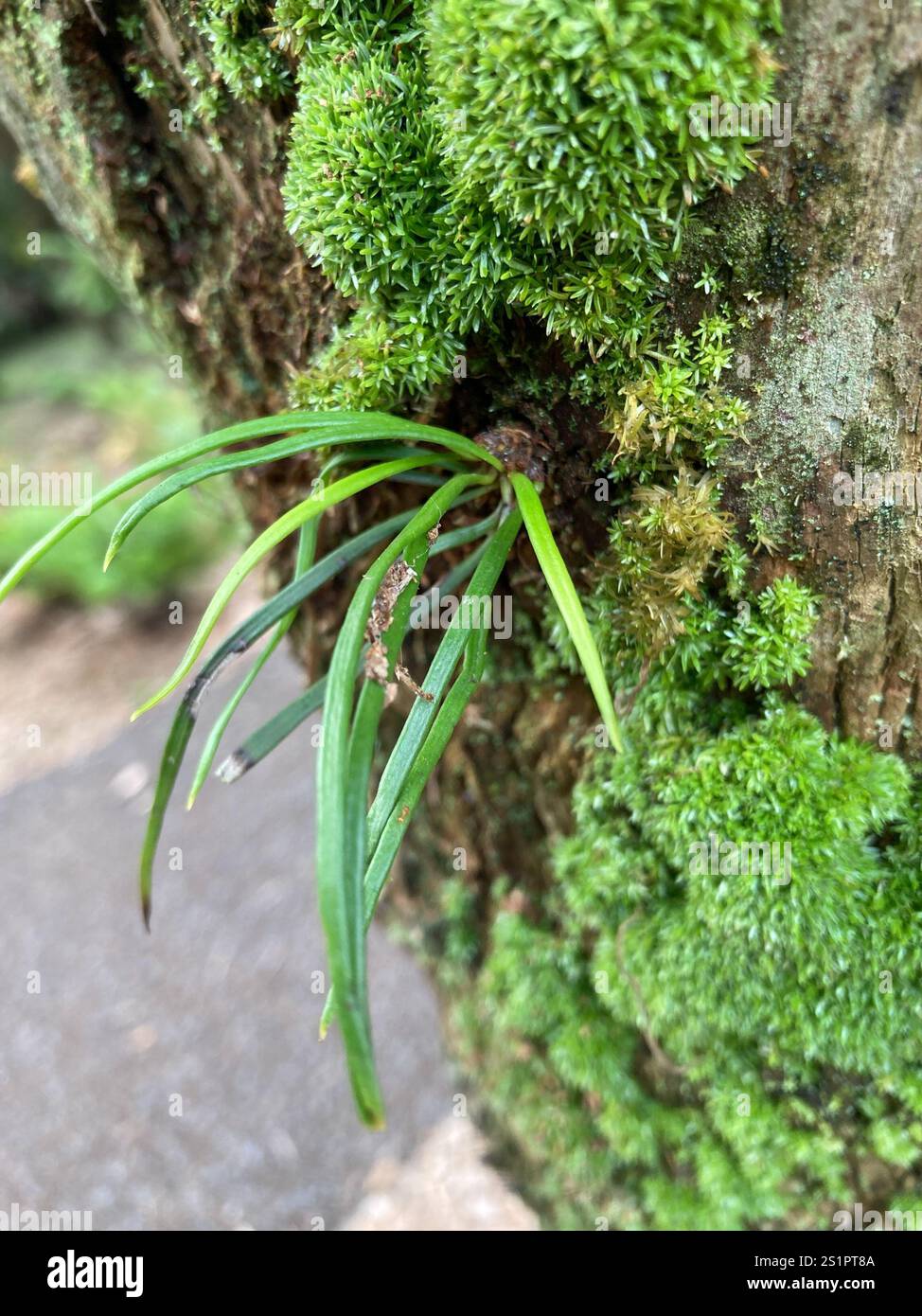 Shoestring Fern (Vittaria lineata Stock Photo - Alamy
