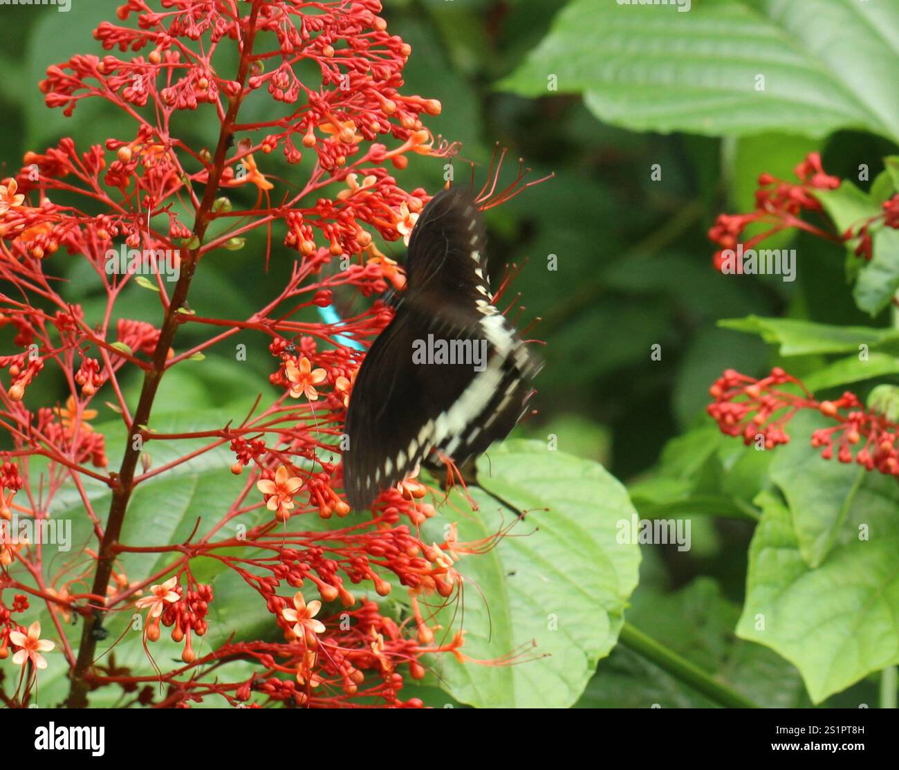 Malabar Banded Swallowtail (Papilio liomedon Stock Photo - Alamy