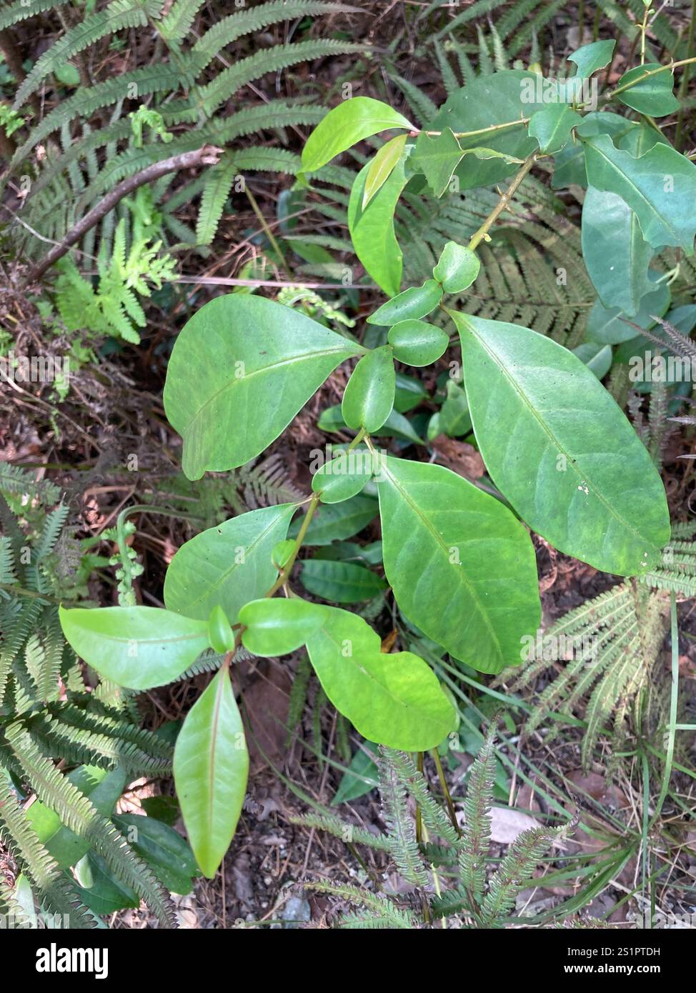 Pisonia aculeata hi-res stock photography and images - Alamy