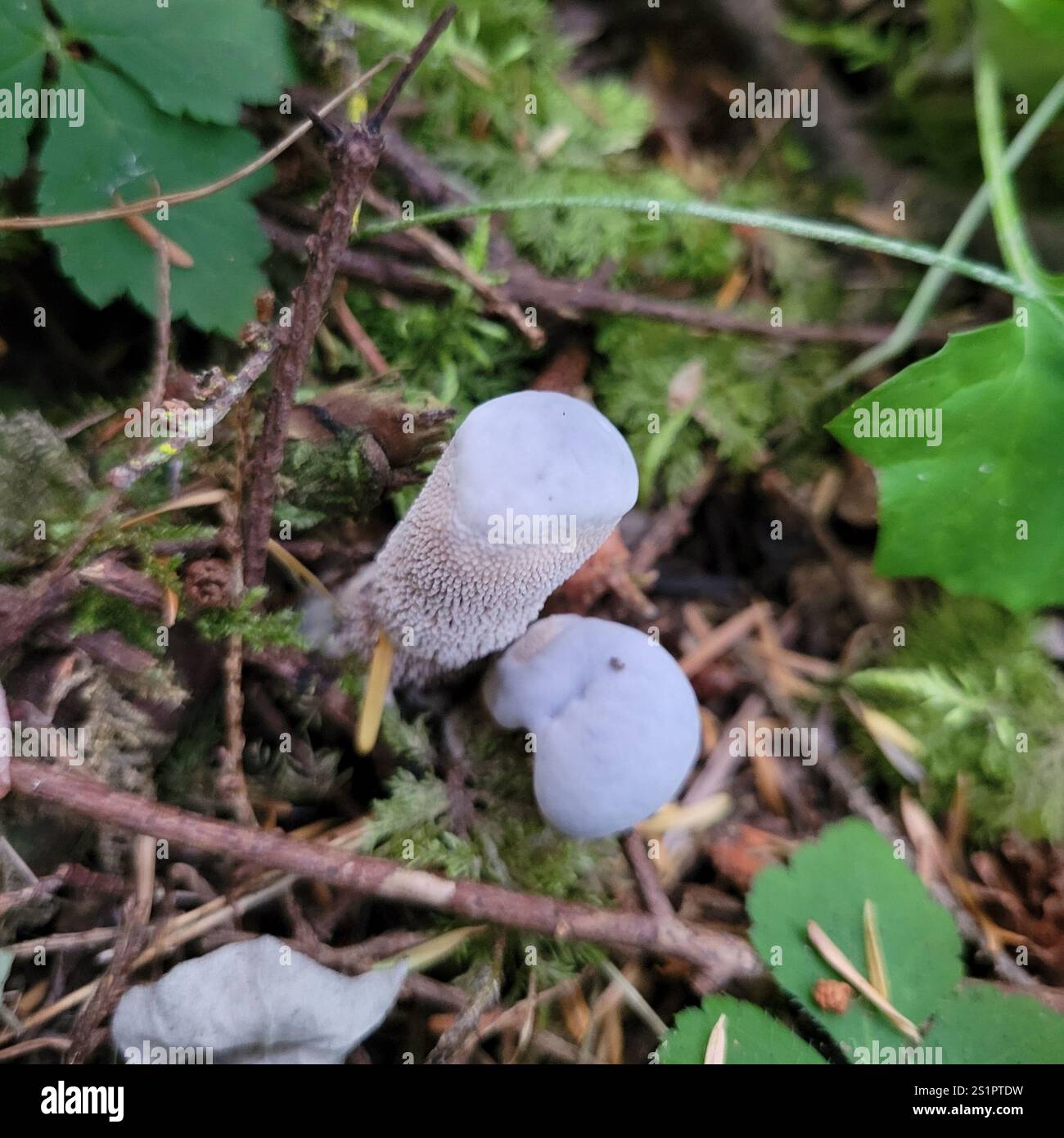 Blue Tooth (Hydnellum caeruleum Stock Photo - Alamy