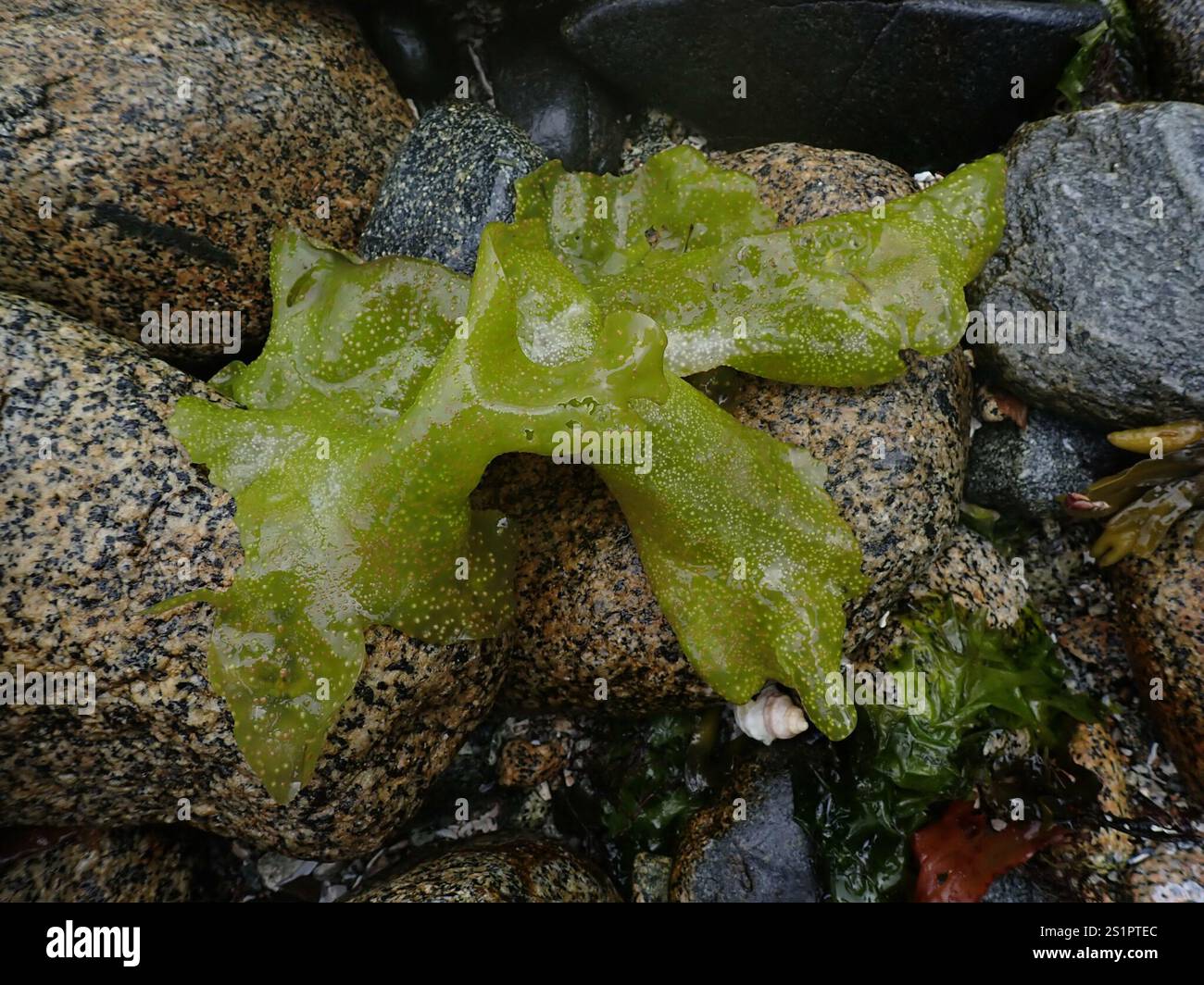 green algae (Chlorophyta Stock Photo - Alamy