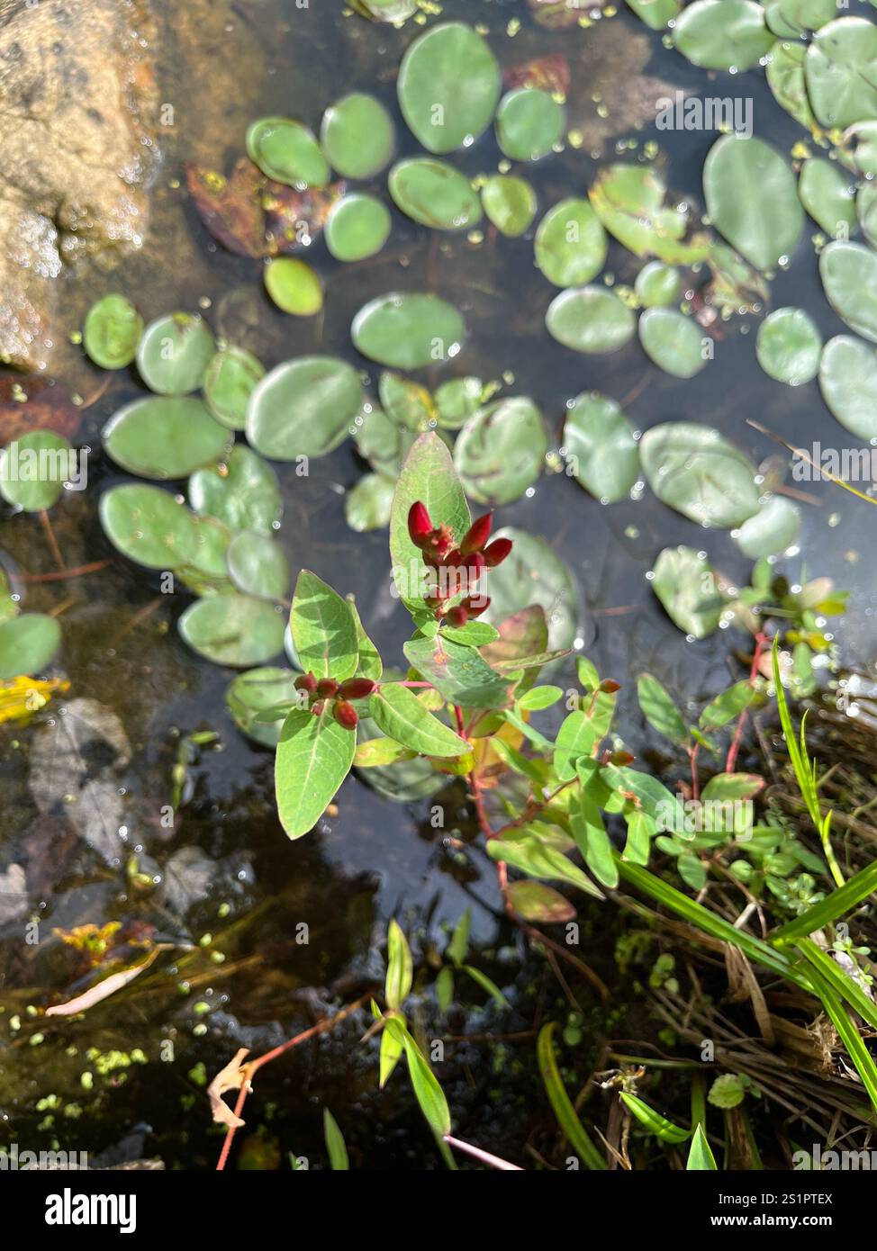 Fraser's marsh St. John's-wort (Hypericum fraseri Stock Photo - Alamy