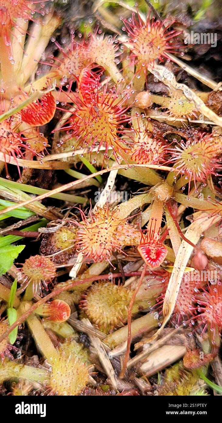 Pink Sundew (Drosera capillaris Stock Photo - Alamy