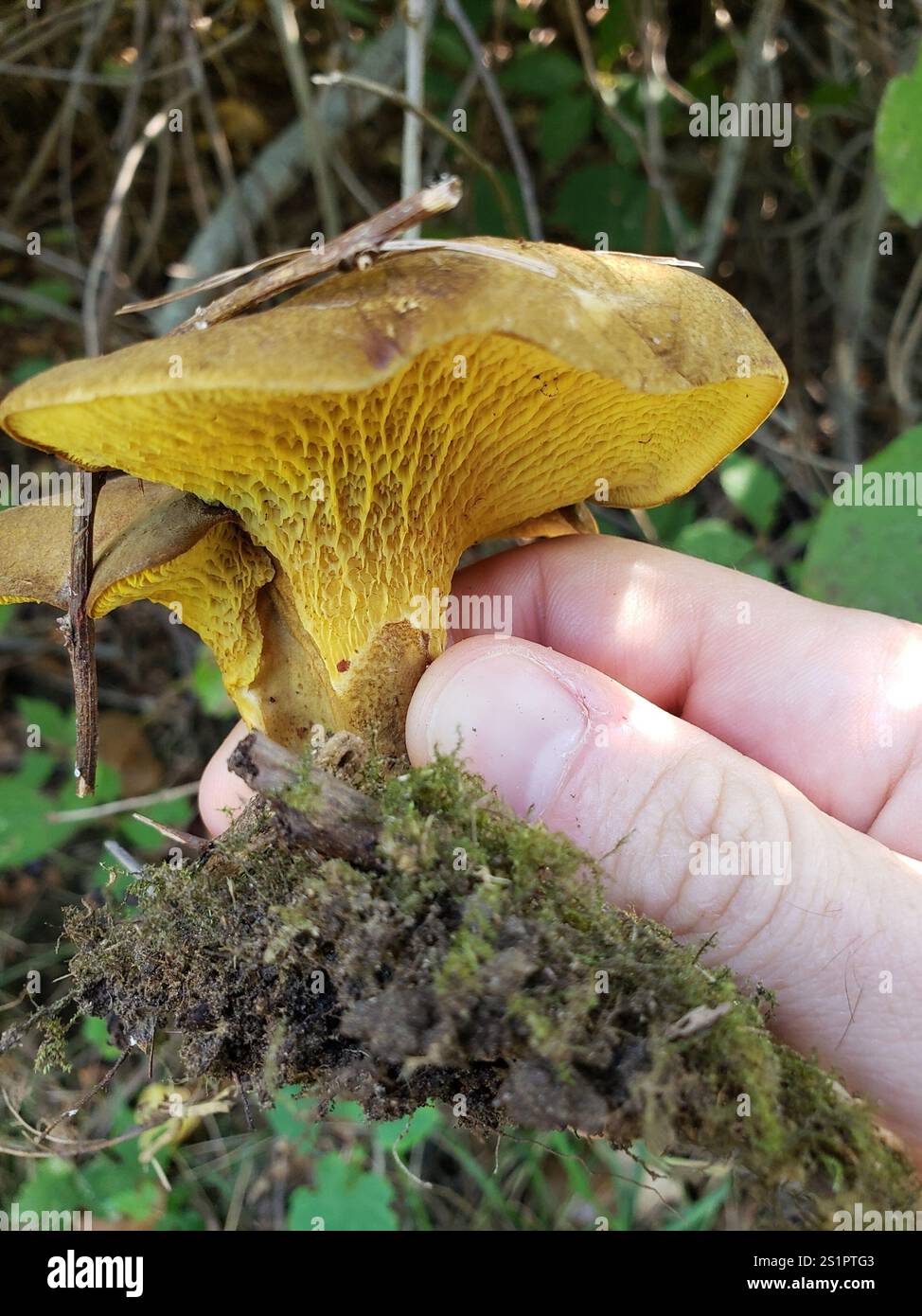 ash-tree bolete (Boletinellus merulioides Stock Photo - Alamy