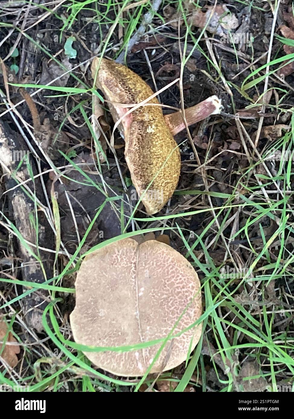 Red-cracking Bolete (Xerocomellus chrysenteron Stock Photo - Alamy