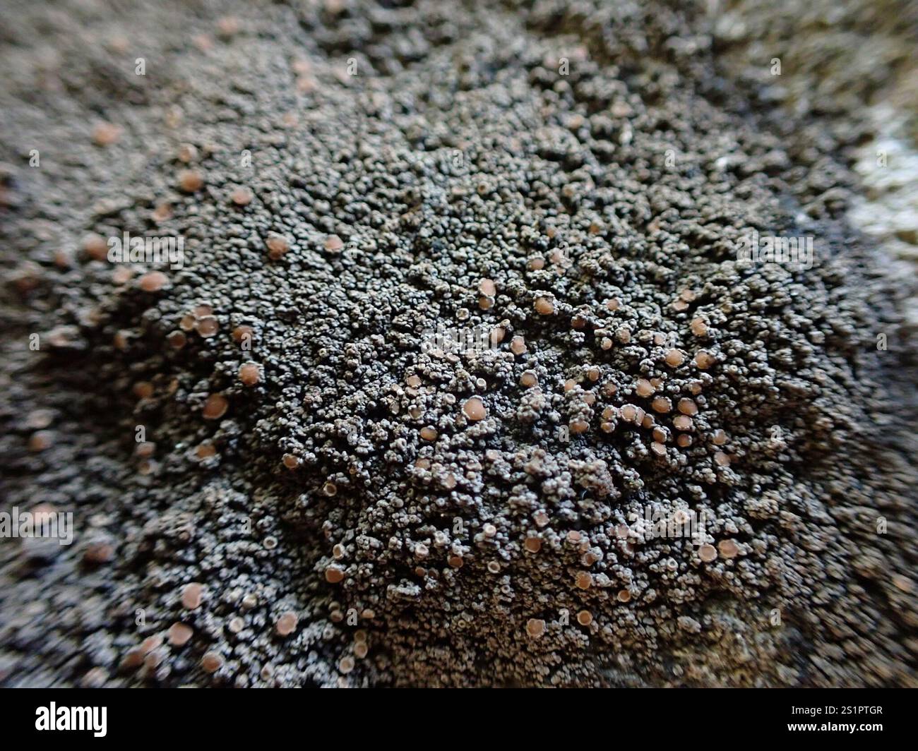 White-rimmed shingle lichen (Fuscopannaria leucosticta Stock Photo - Alamy
