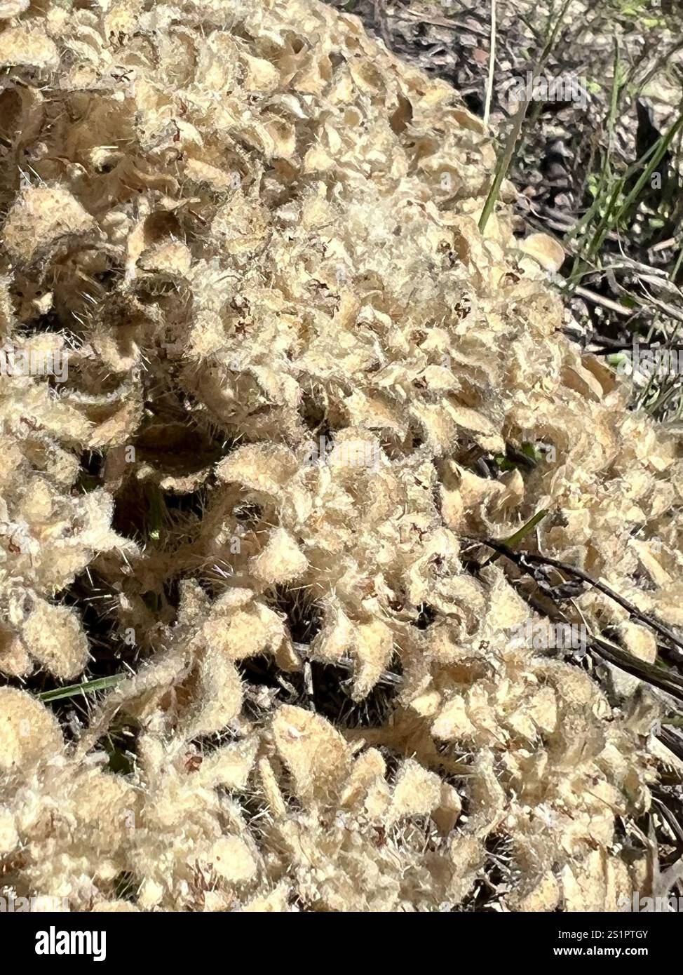 turkey mullein (Croton setiger Stock Photo - Alamy