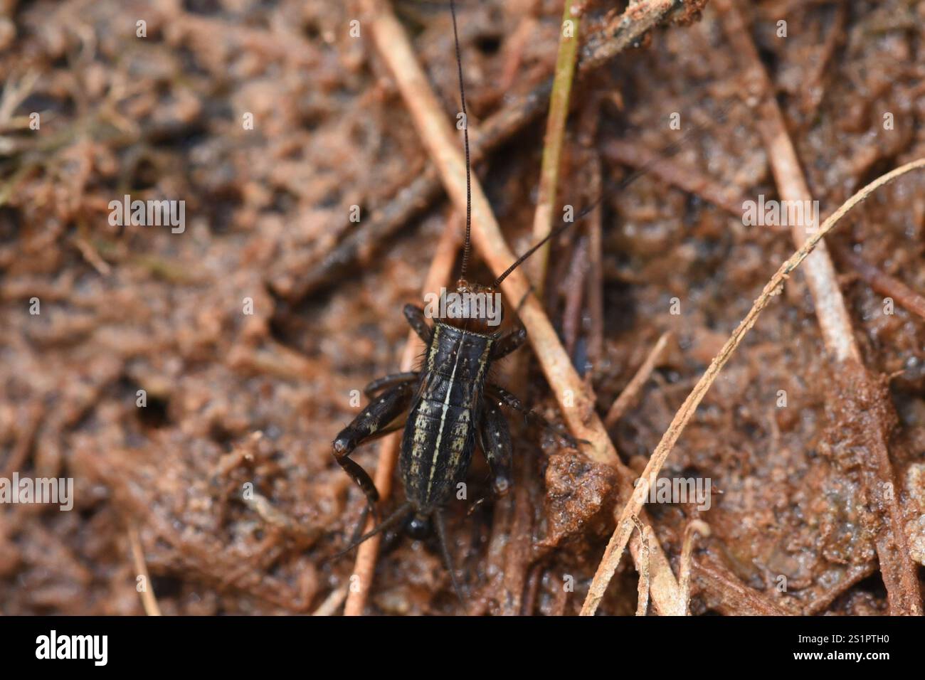 Robust Ground Crickets (Allonemobius Stock Photo - Alamy