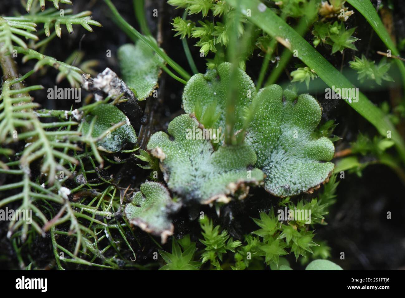 Common Liverwort (Marchantia polymorpha Stock Photo - Alamy