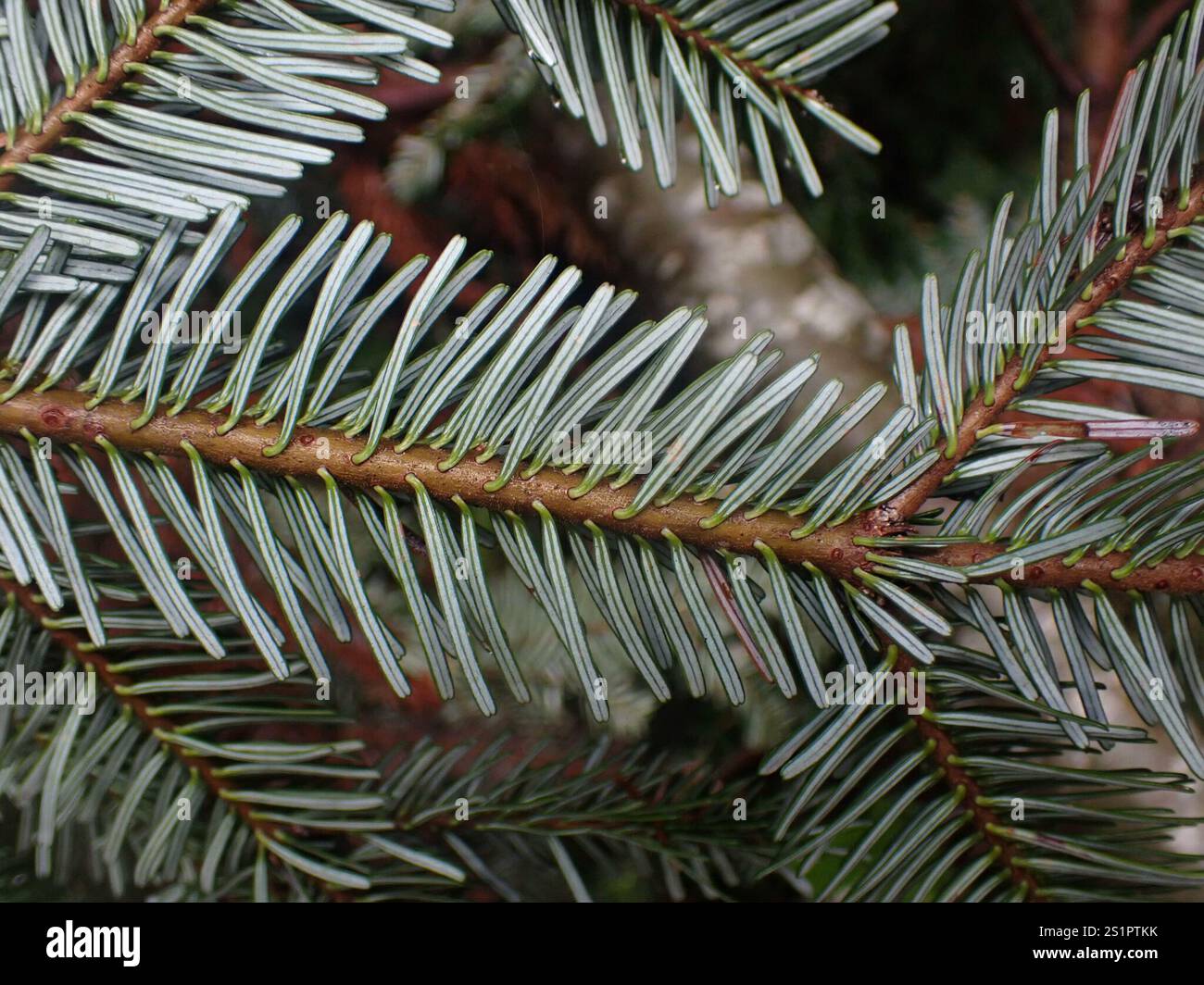 Pacific silver fir (Abies amabilis Stock Photo - Alamy