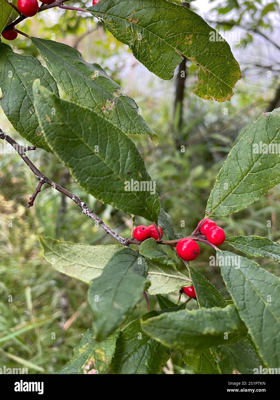 winterberry holly (Ilex verticillata Stock Photo - Alamy