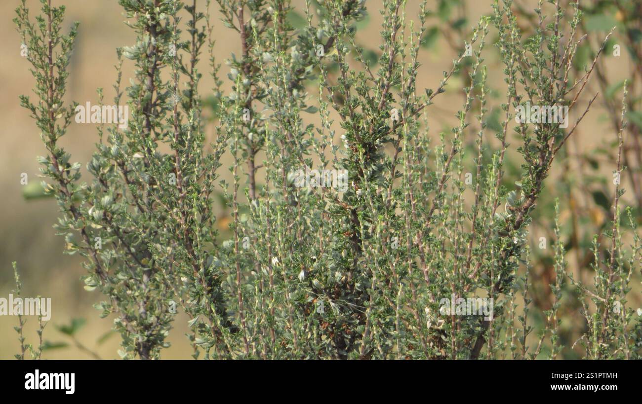 Bitterbrush hi-res stock photography and images - Alamy