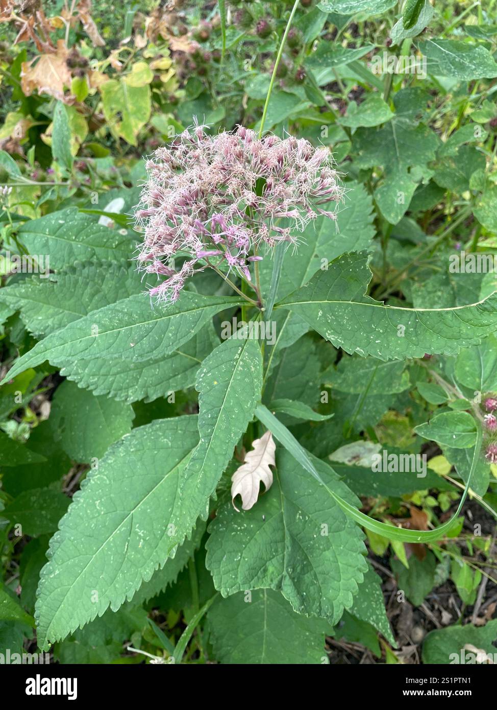 Joe-Pye weeds (Eutrochium Stock Photo - Alamy